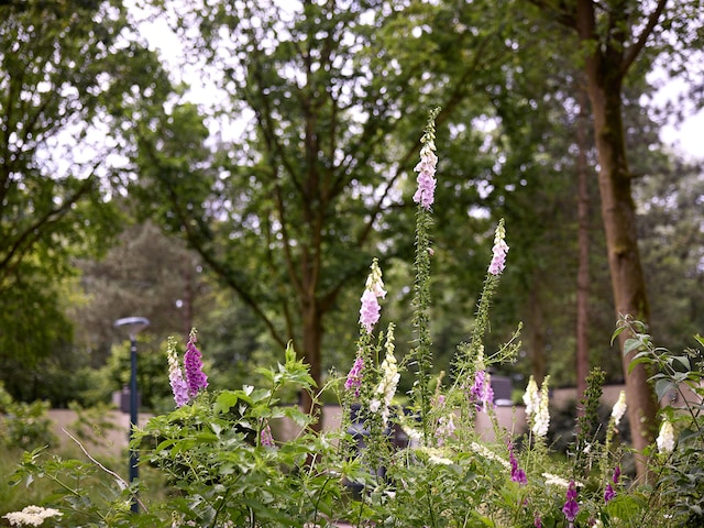 Bezienswaardigheden Het Meerdal in Limburg Nederland| Center Parcs